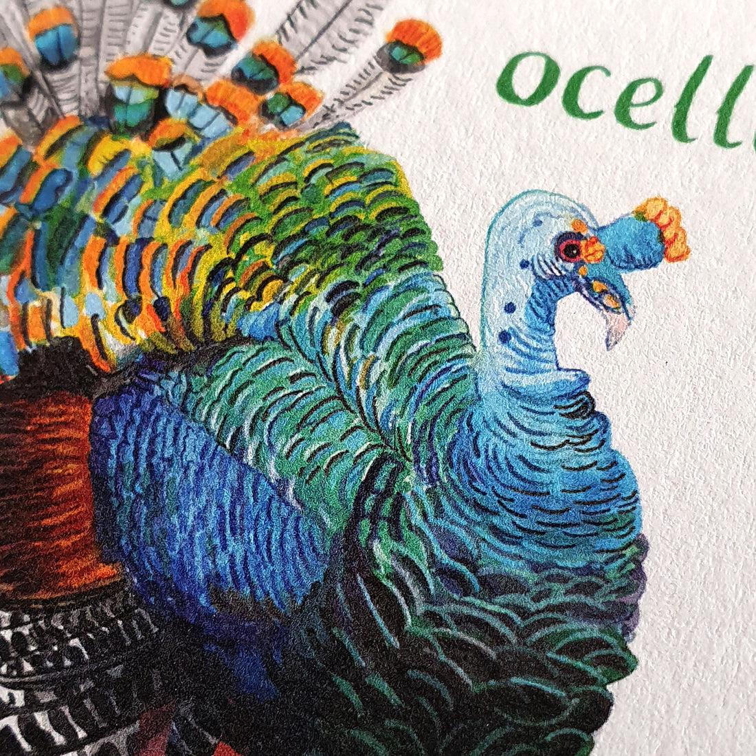 Sarah Edmonds Illustration